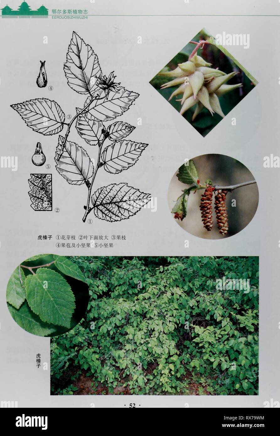 e er duo si zhi Stock Photo - Alamy