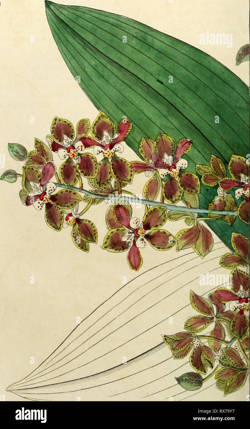 Edwards' botanical register, or, Ornamental Edwards' botanical register ...