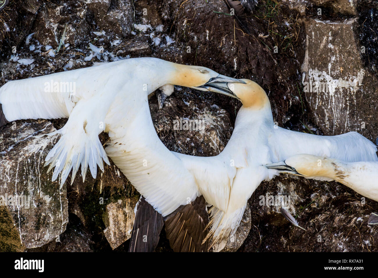 Birds of newfoundland hi-res stock photography and images - Alamy