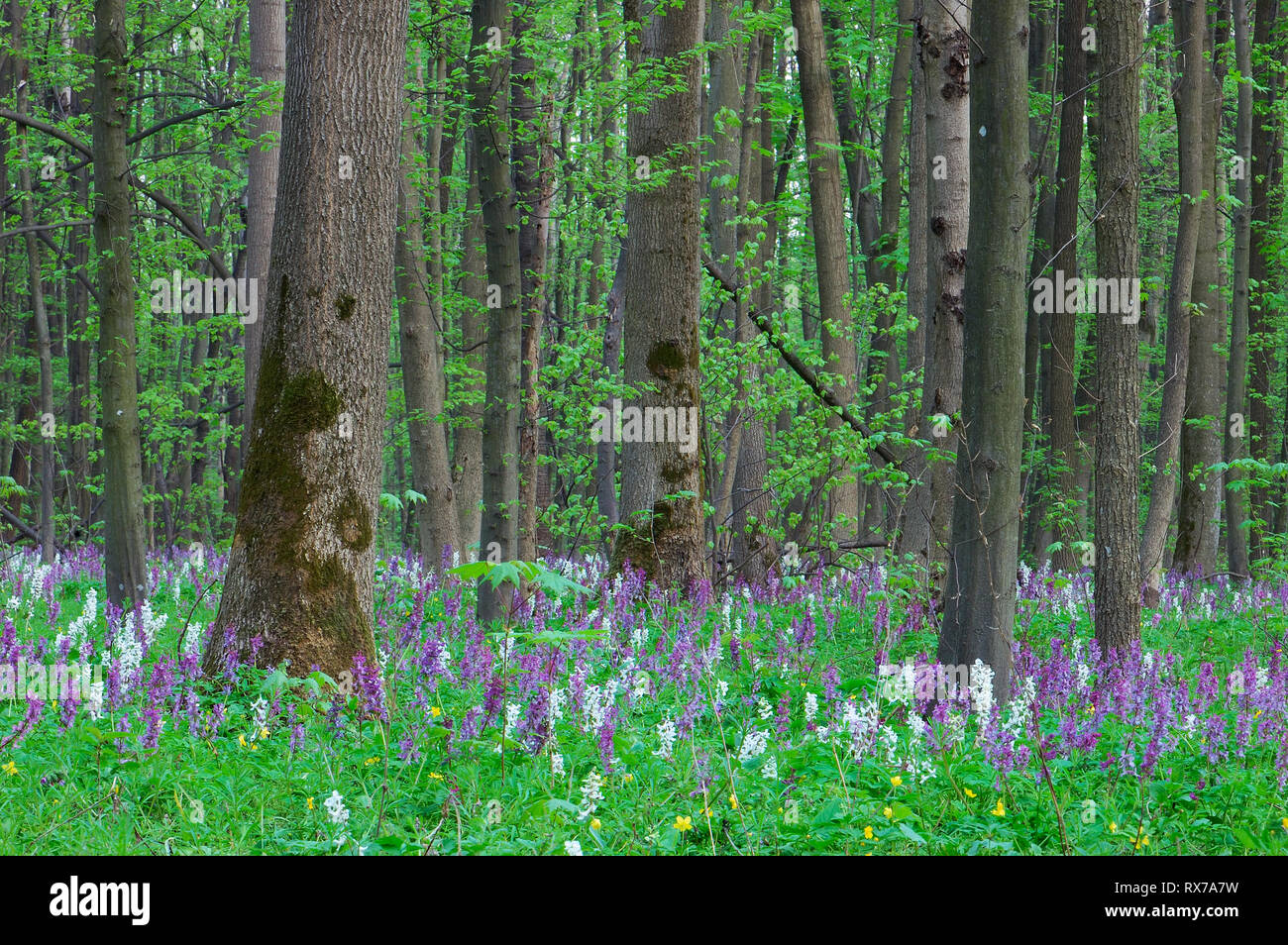 Forest landscape with the first spring flowers. Cloudy day Stock Photo ...