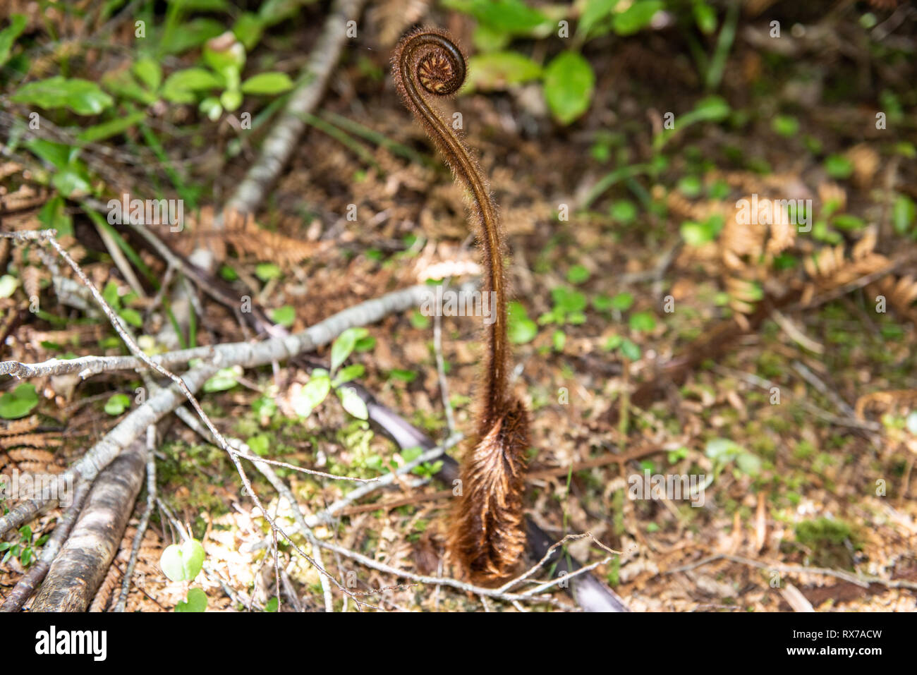 Silver fern koru hi-res stock photography and images - Alamy