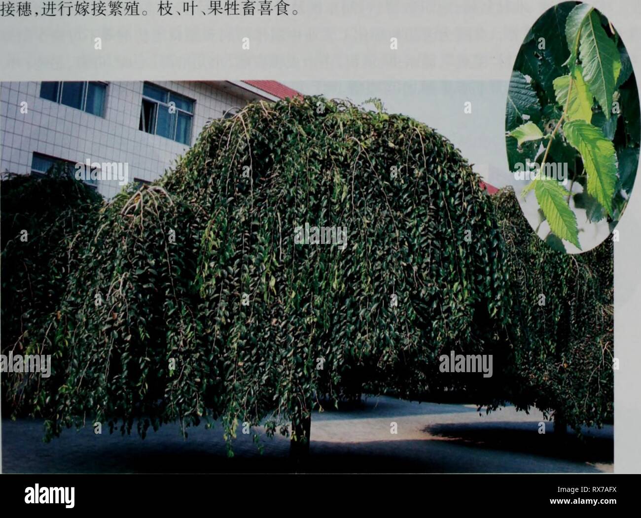 e er duo si zhi Stock Photo - Alamy