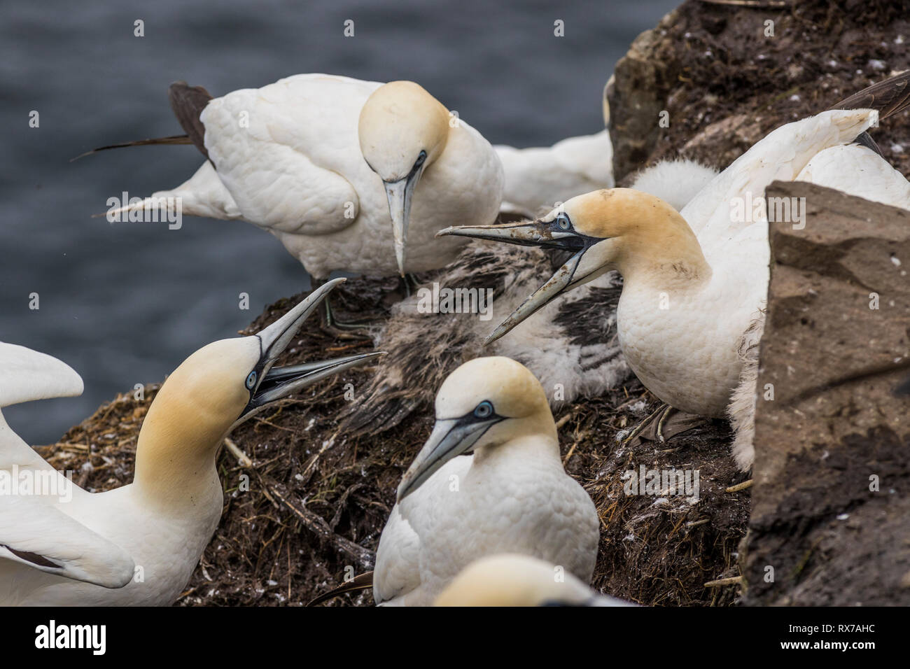 Breeding colony birds people hi-res stock photography and images - Alamy