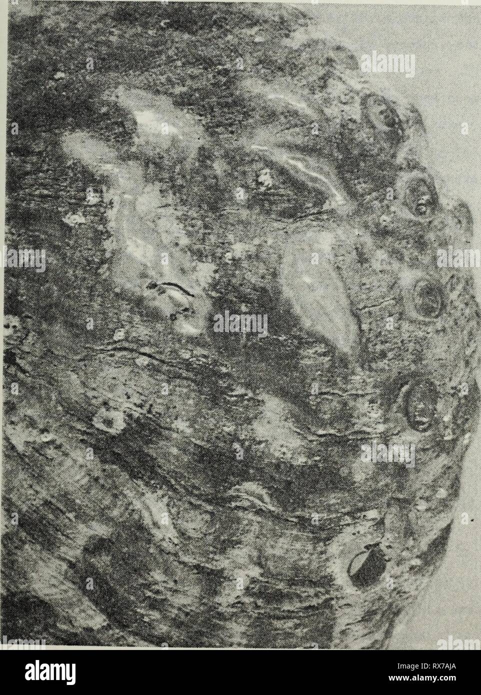 The ecology of the benthic Stock Photo - Alamy