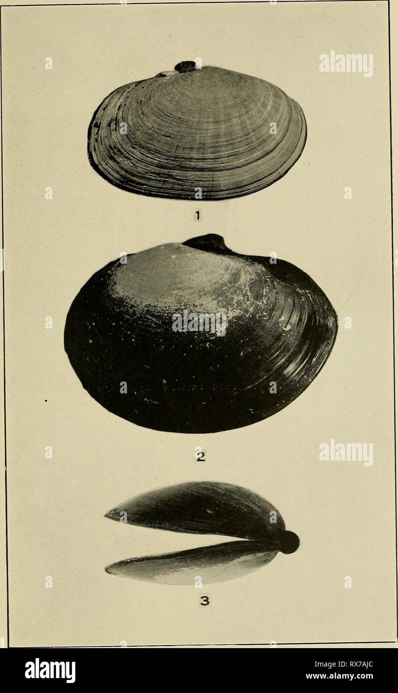 The edible clams, mussels and Stock Photo - Alamy