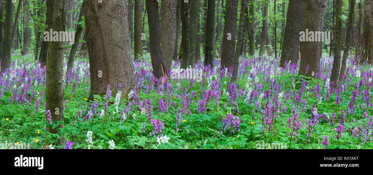 Forest primrose hi-res stock photography and images - Alamy