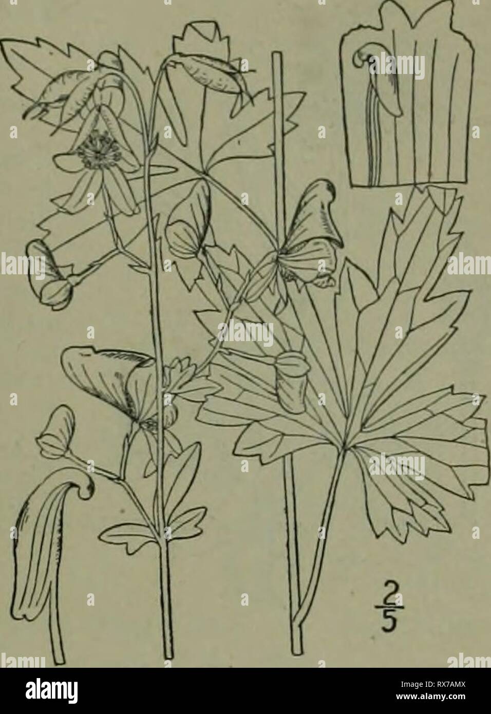 Wolfsbane drawing hi-res stock photography and images - Alamy