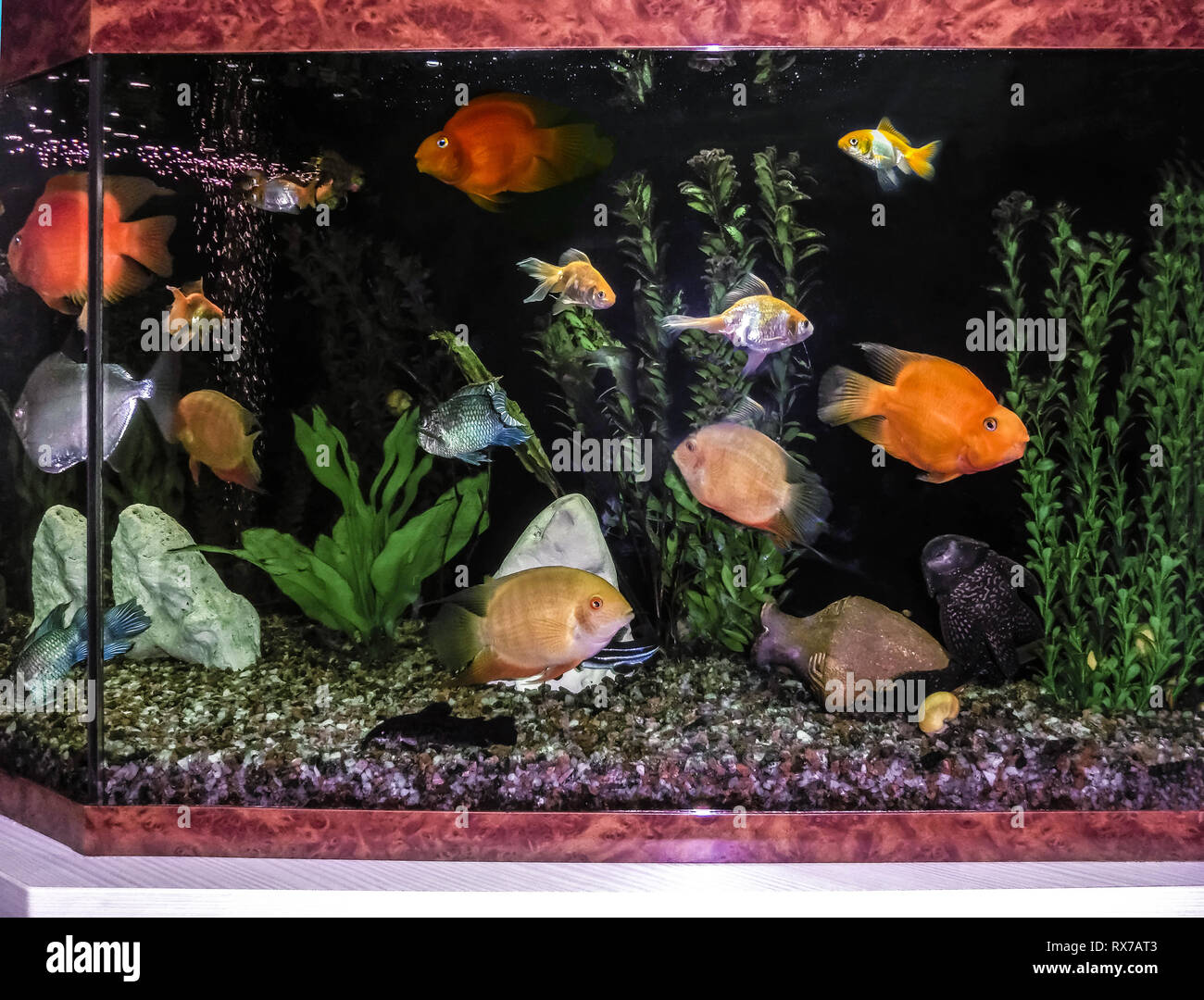 Home aquarium hi-res stock photography and images - Alamy