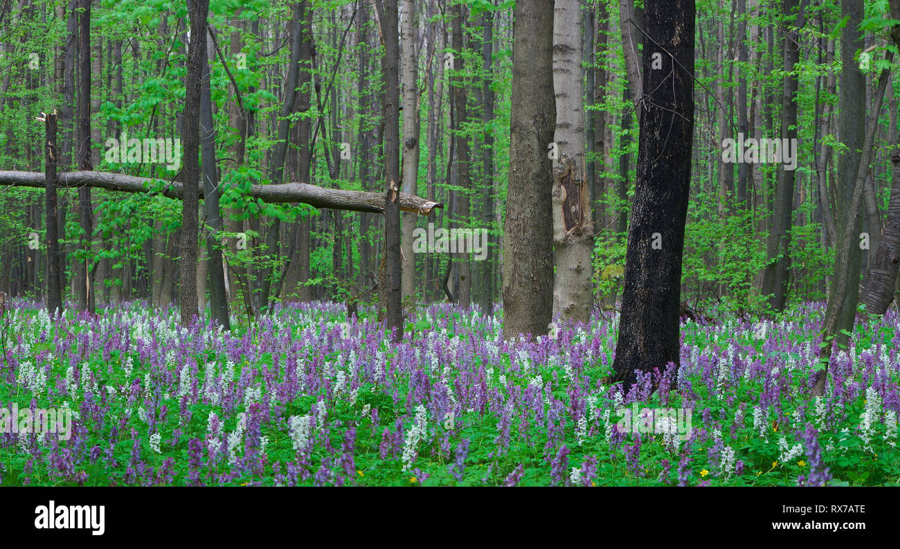 Spring panorama. Flowers in the Forest Stock Photo - Alamy