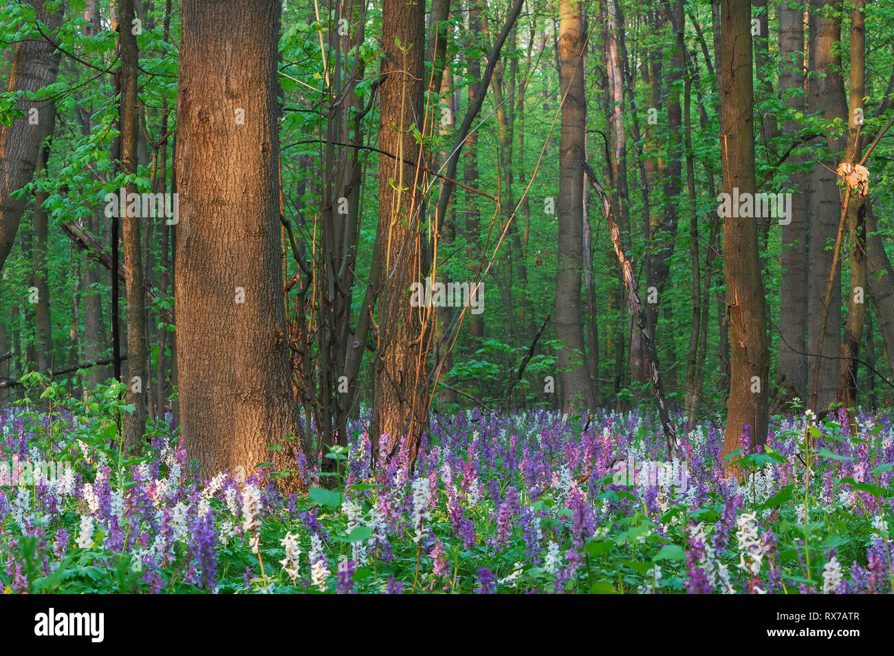 Forest landscape. The first spring flowers. Beauty in nature Stock ...