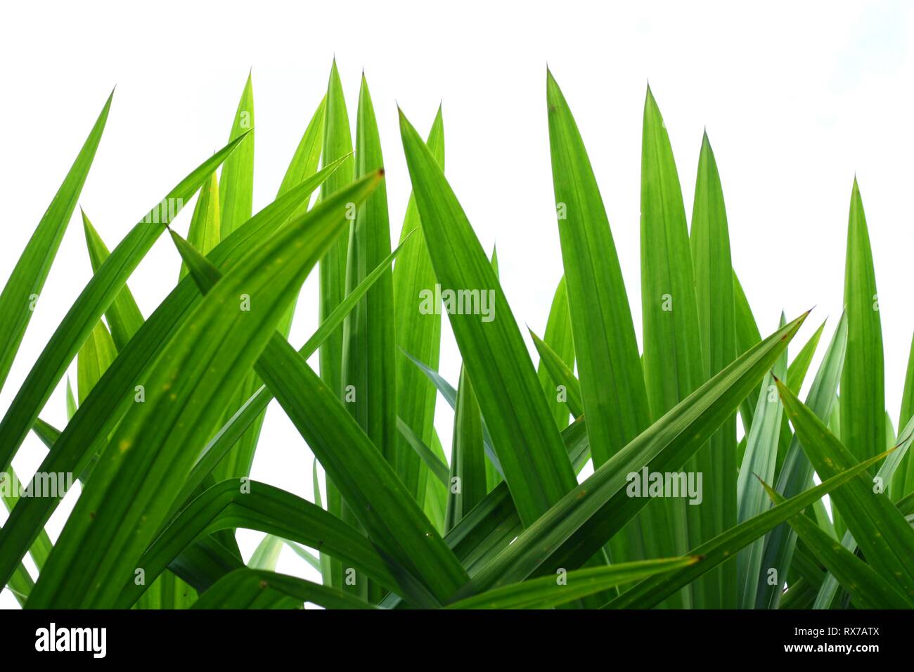 Pandan leaves hi-res stock photography and images - Alamy