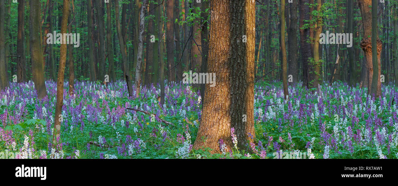 Forest of flowers hi-res stock photography and images - Alamy