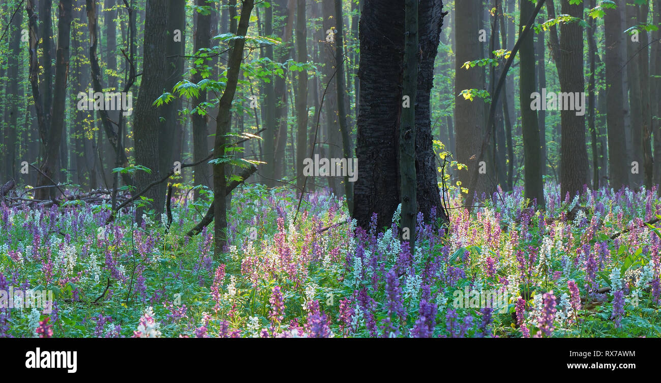 Spring landscape with flowers primrose in the forest Stock Photo - Alamy