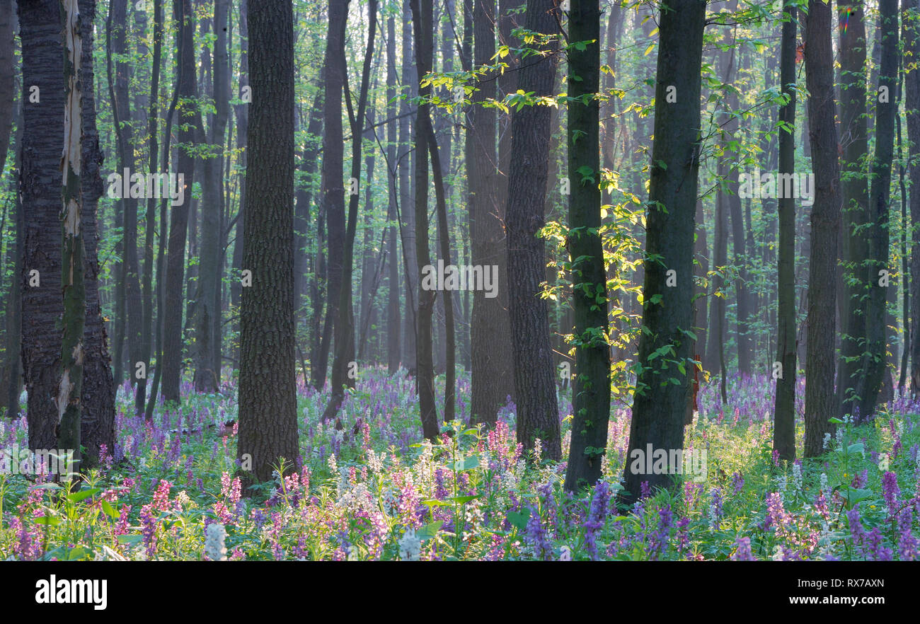 The first spring flowers in wood Stock Photo - Alamy