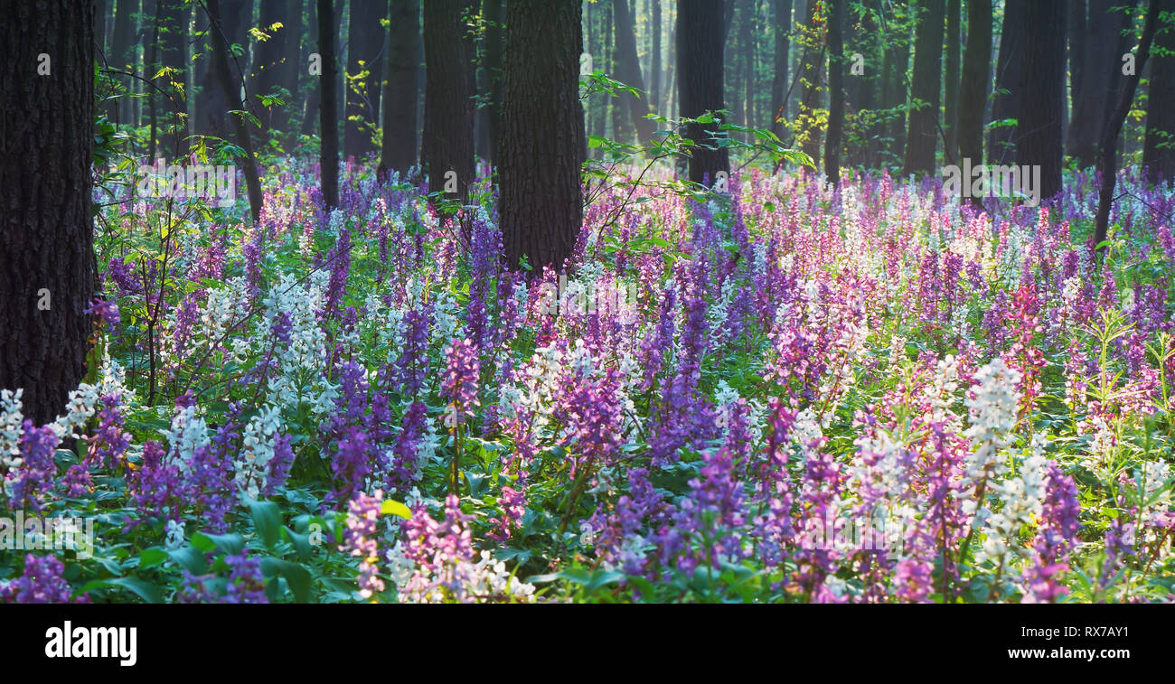 Forest of flowers hi-res stock photography and images - Alamy
