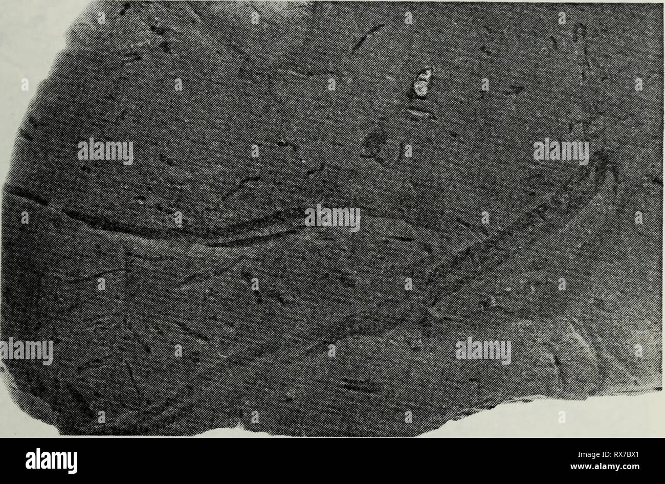 The ecology of the benthic Stock Photo - Alamy