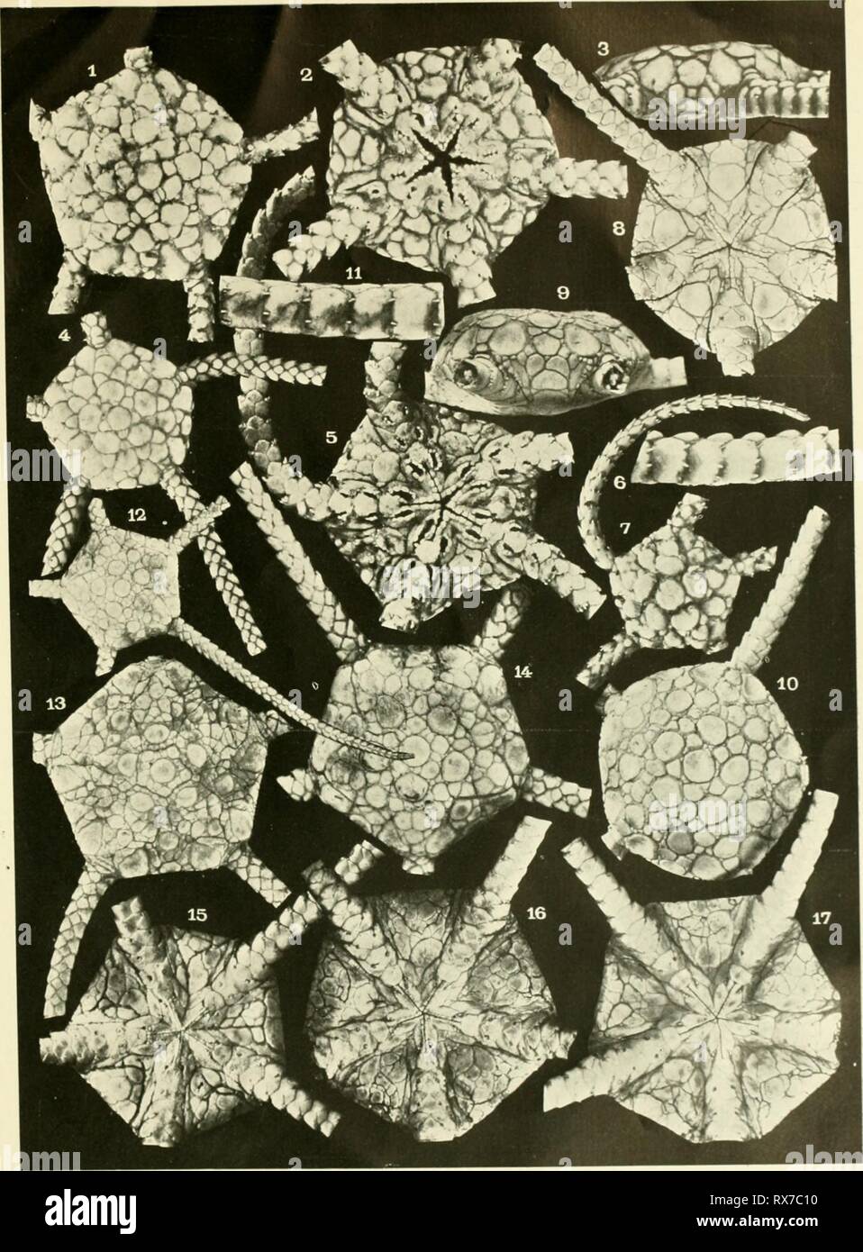 Echinodermata Ophiuroidea (1922 Stock Photo - Alamy