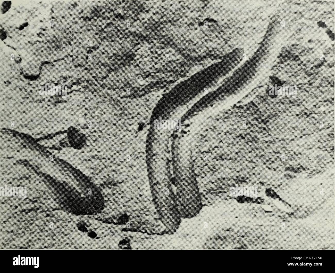 The ecology of the benthic Stock Photo - Alamy