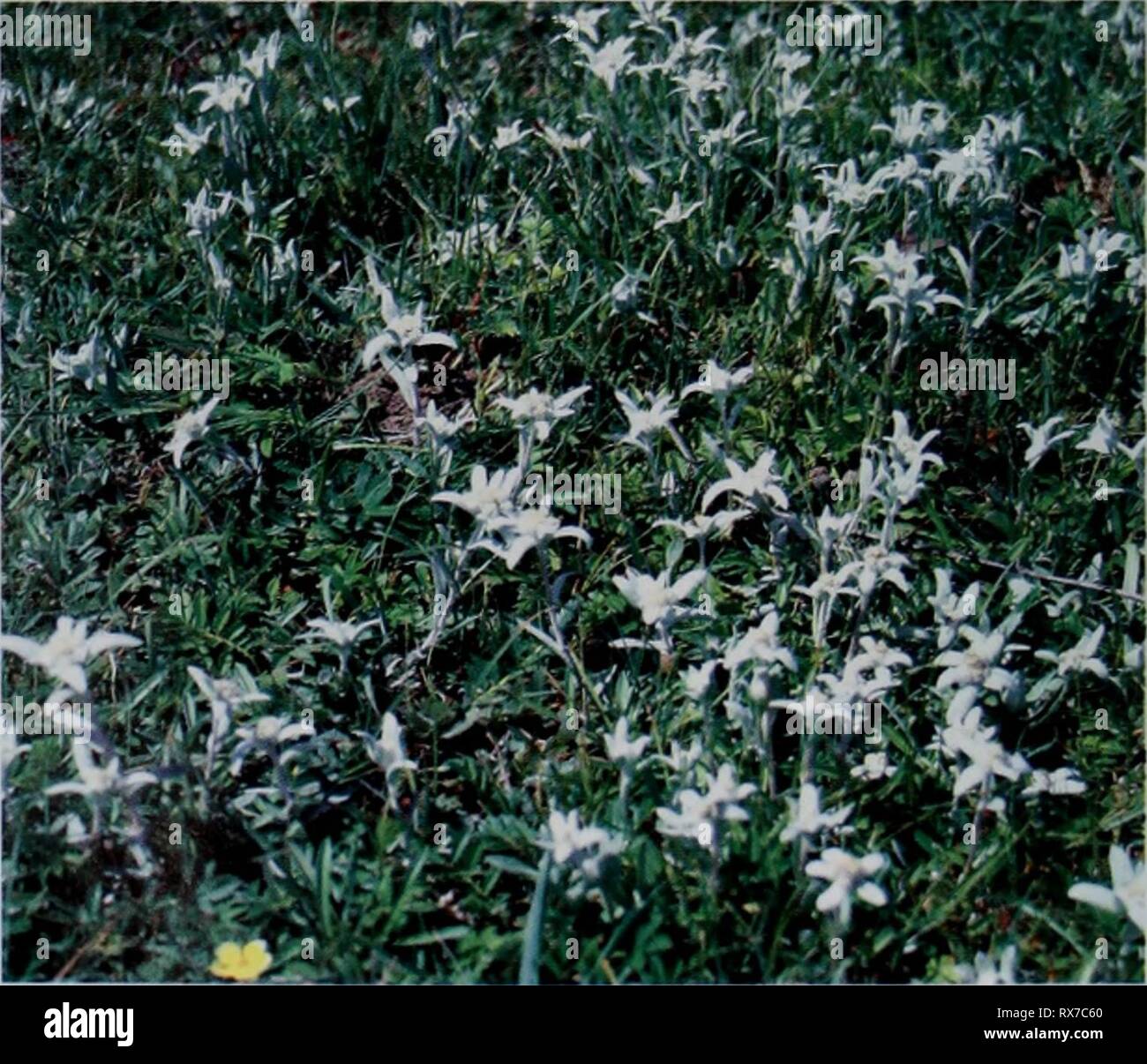 e er duo si zhi Stock Photo - Alamy