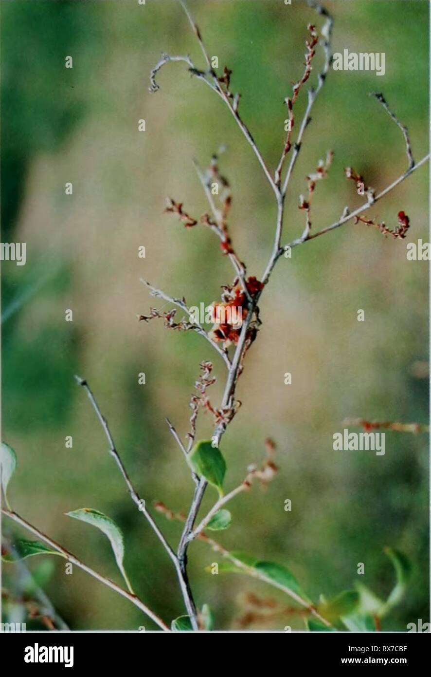 e er duo si zhi Stock Photo - Alamy