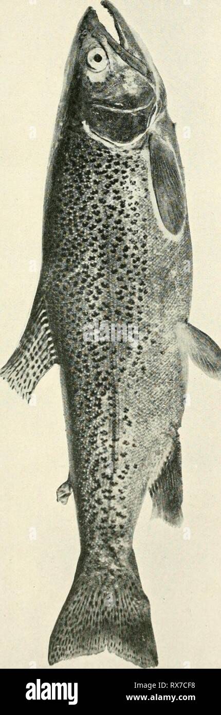 The edible fishes of New Stock Photo - Alamy