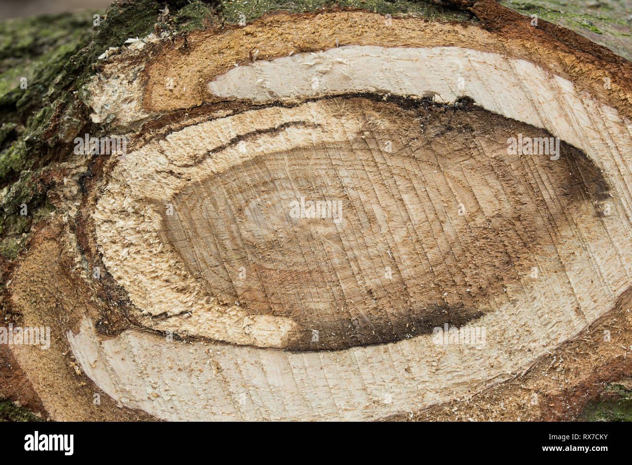 circle wood texture - tree stump background Stock Photo - Alamy