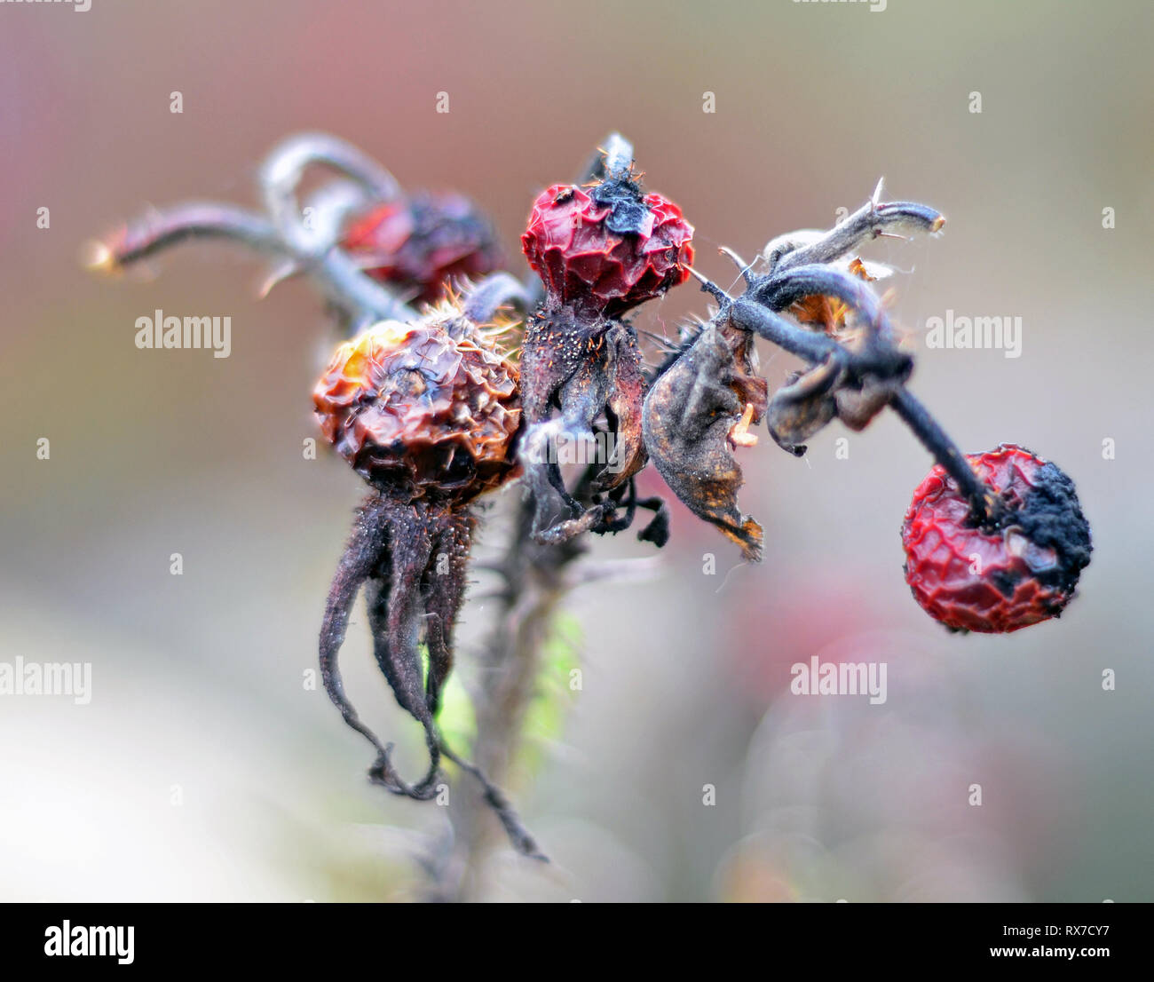 Rose hip syrup hi-res stock photography and images - Alamy