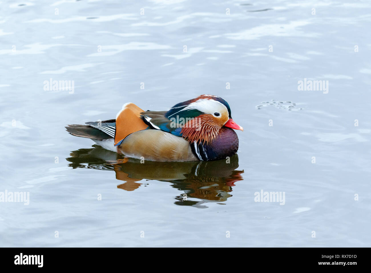 Mandarin Duck (Aix galericulata). Russia, Moscow Stock Photo - Alamy