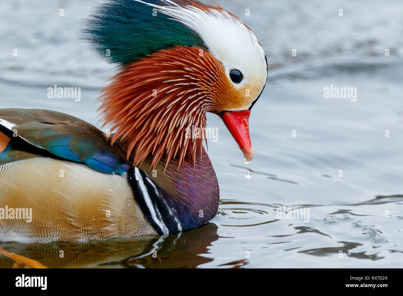 Mandarin Duck (Aix galericulata). Russia, Moscow Stock Photo - Alamy