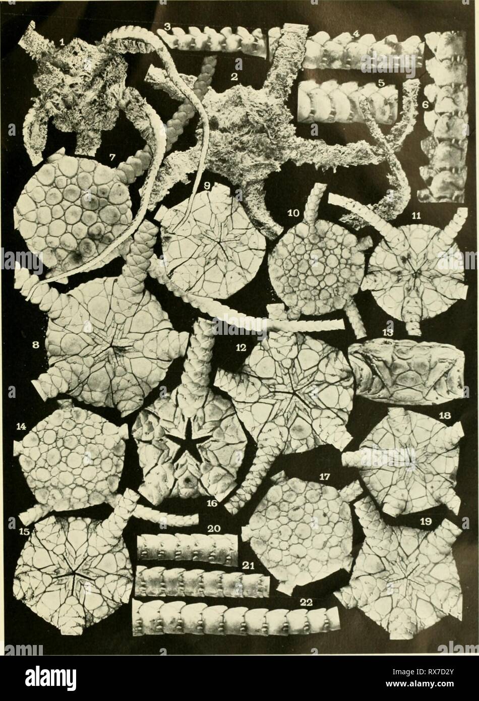 Echinodermata Ophiuroidea (1922 Stock Photo - Alamy