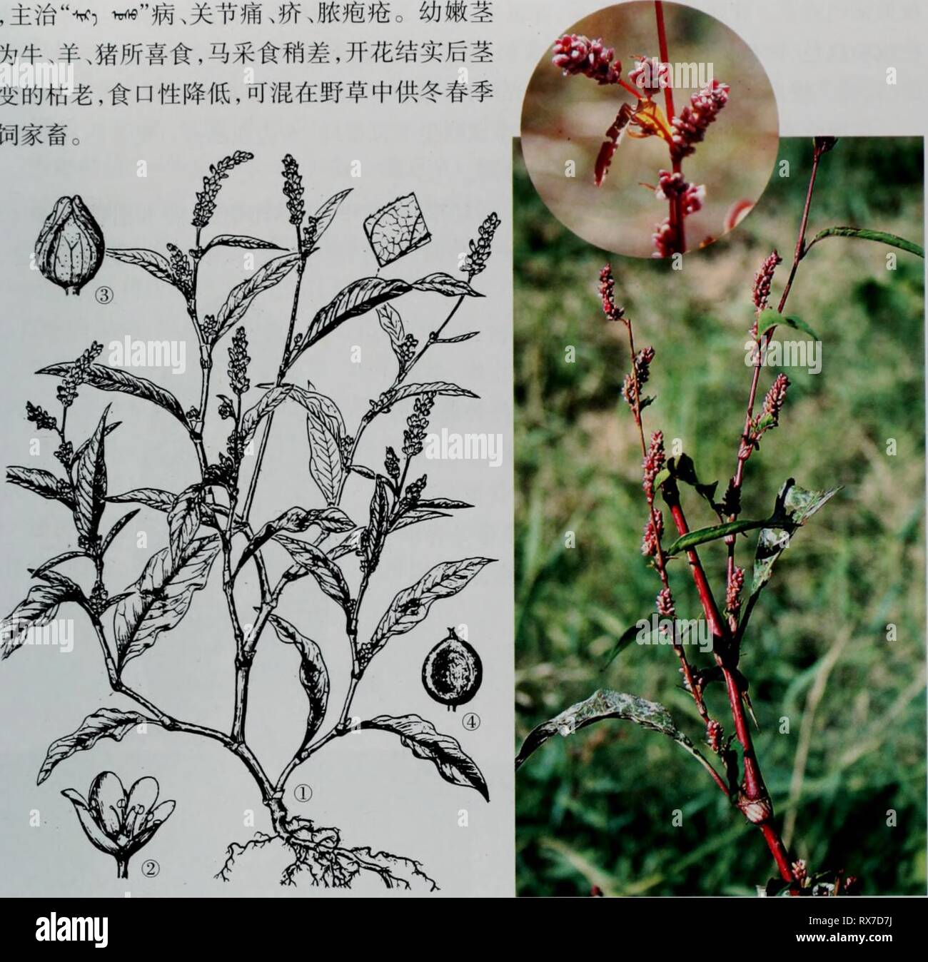 e er duo si zhi Stock Photo - Alamy