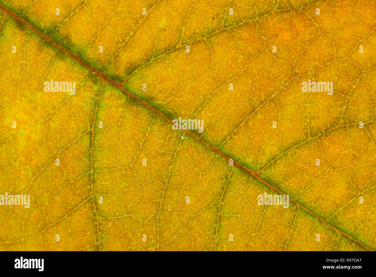 Close up shot of a leaf showing autumn colours hi-res stock photography ...