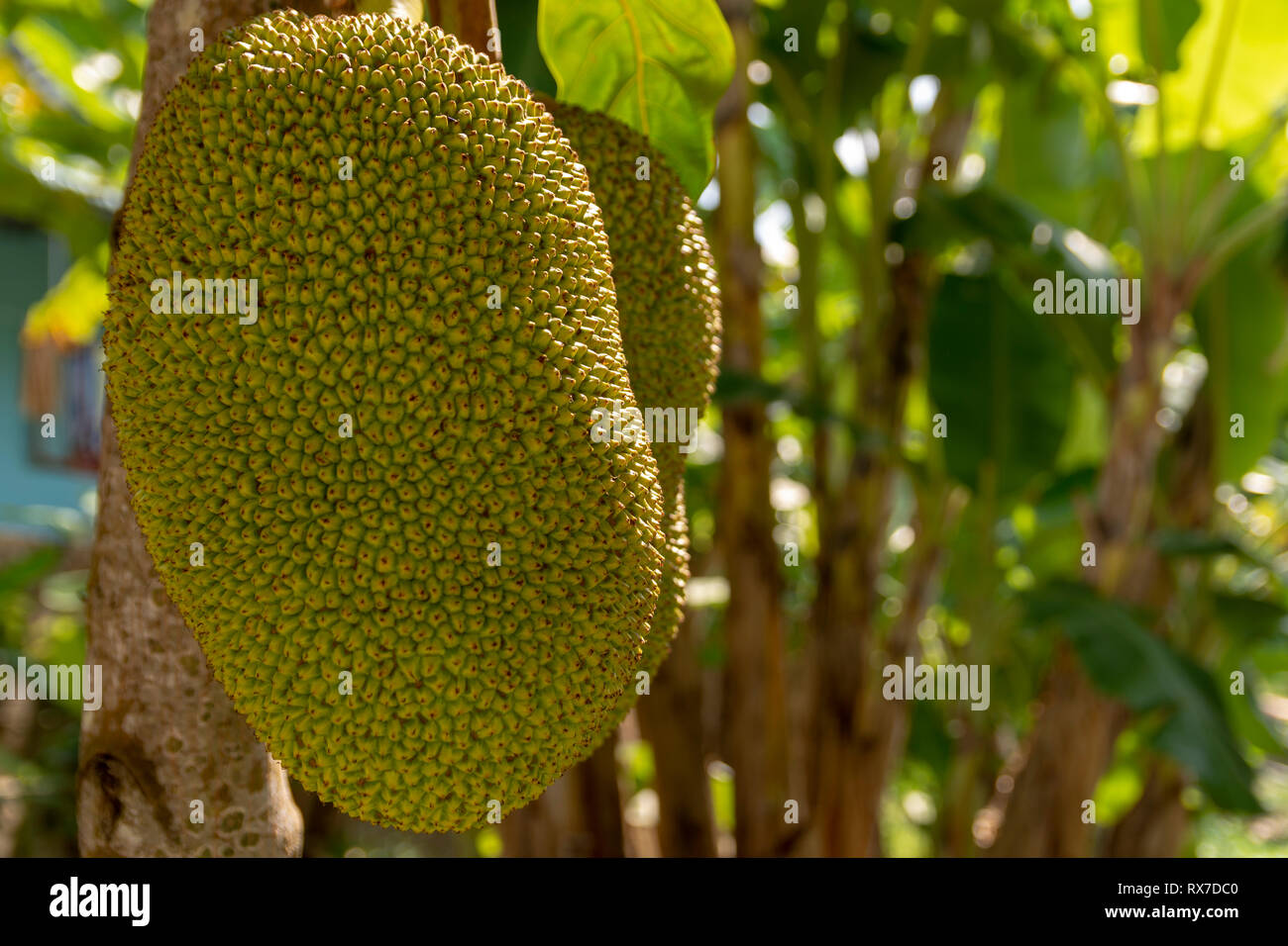 Two jackfruits hi-res stock photography and images - Alamy