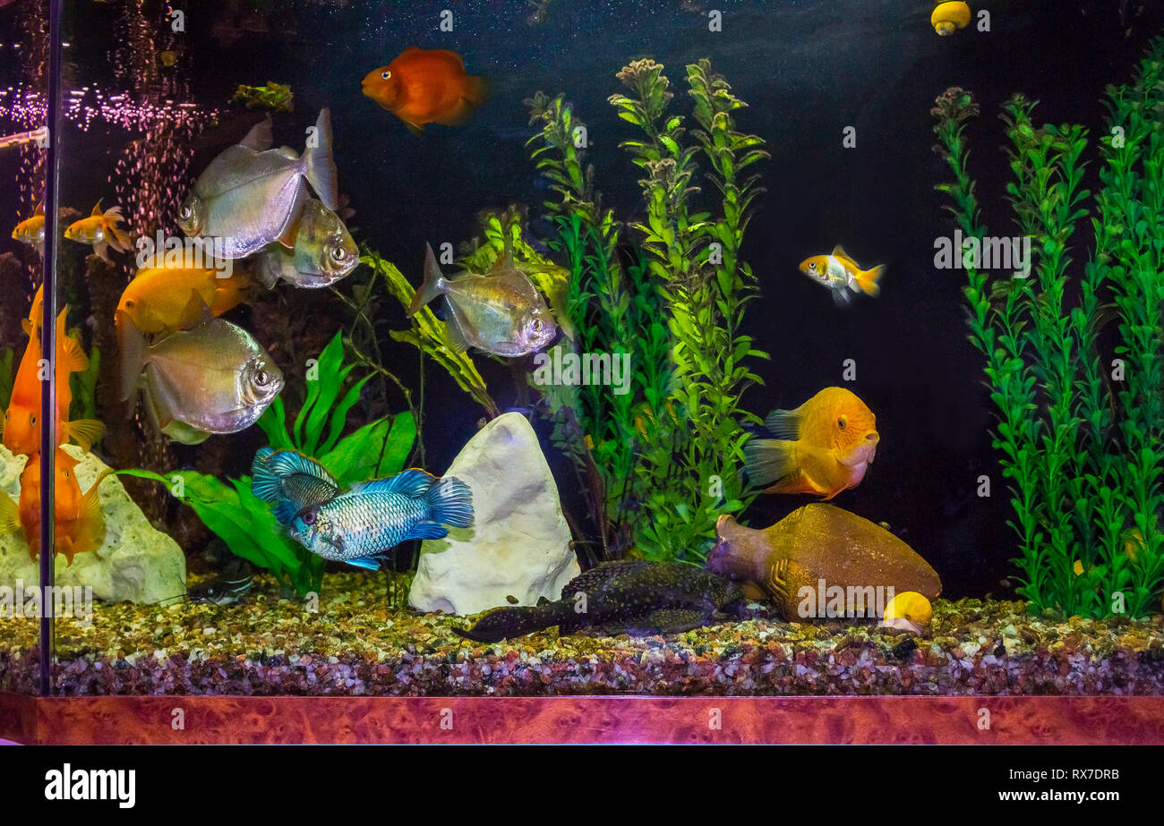 close up of aquarium tank full of fish Stock Photo - Alamy