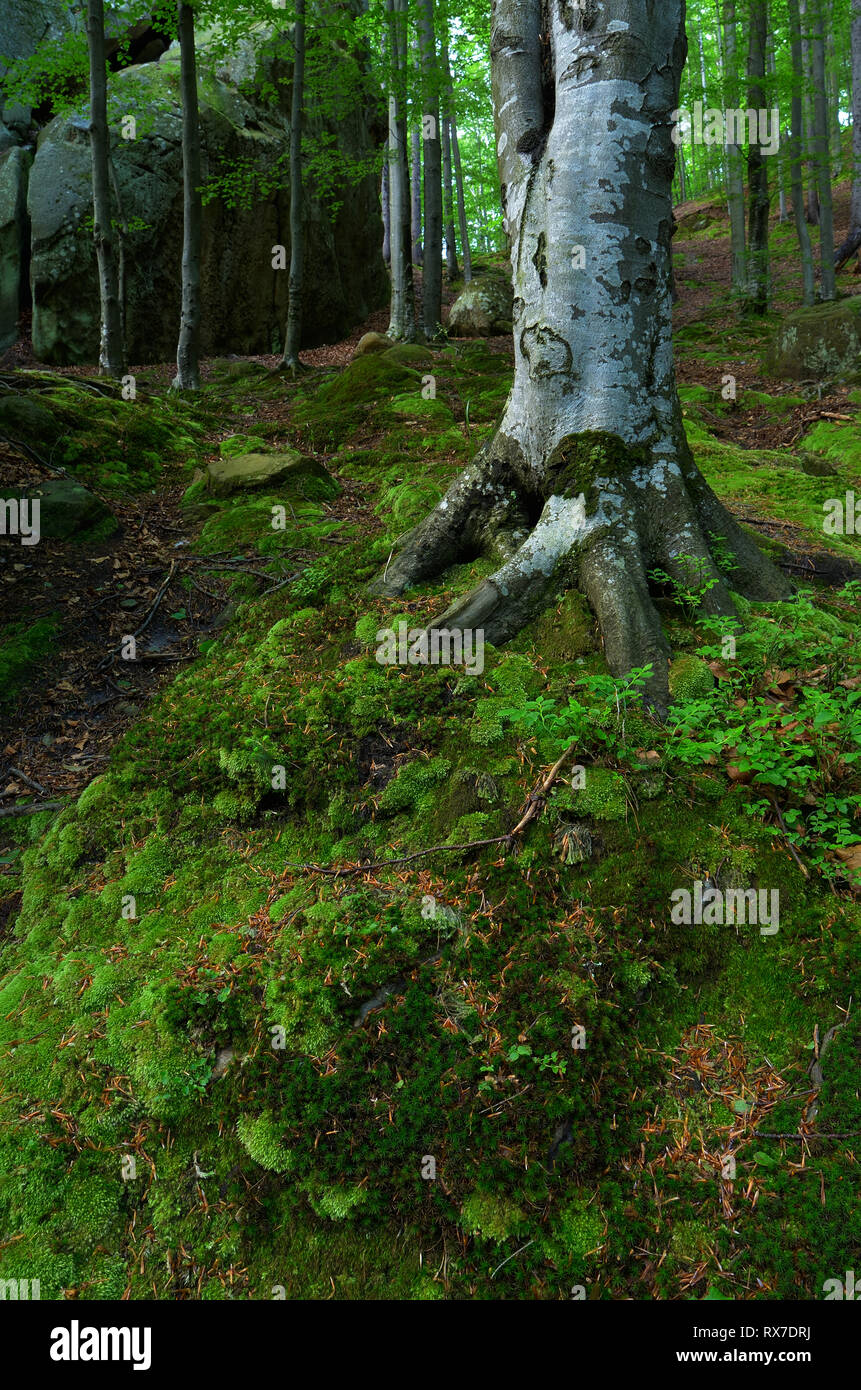 Beautiful spring landscape forest hi-res stock photography and images ...