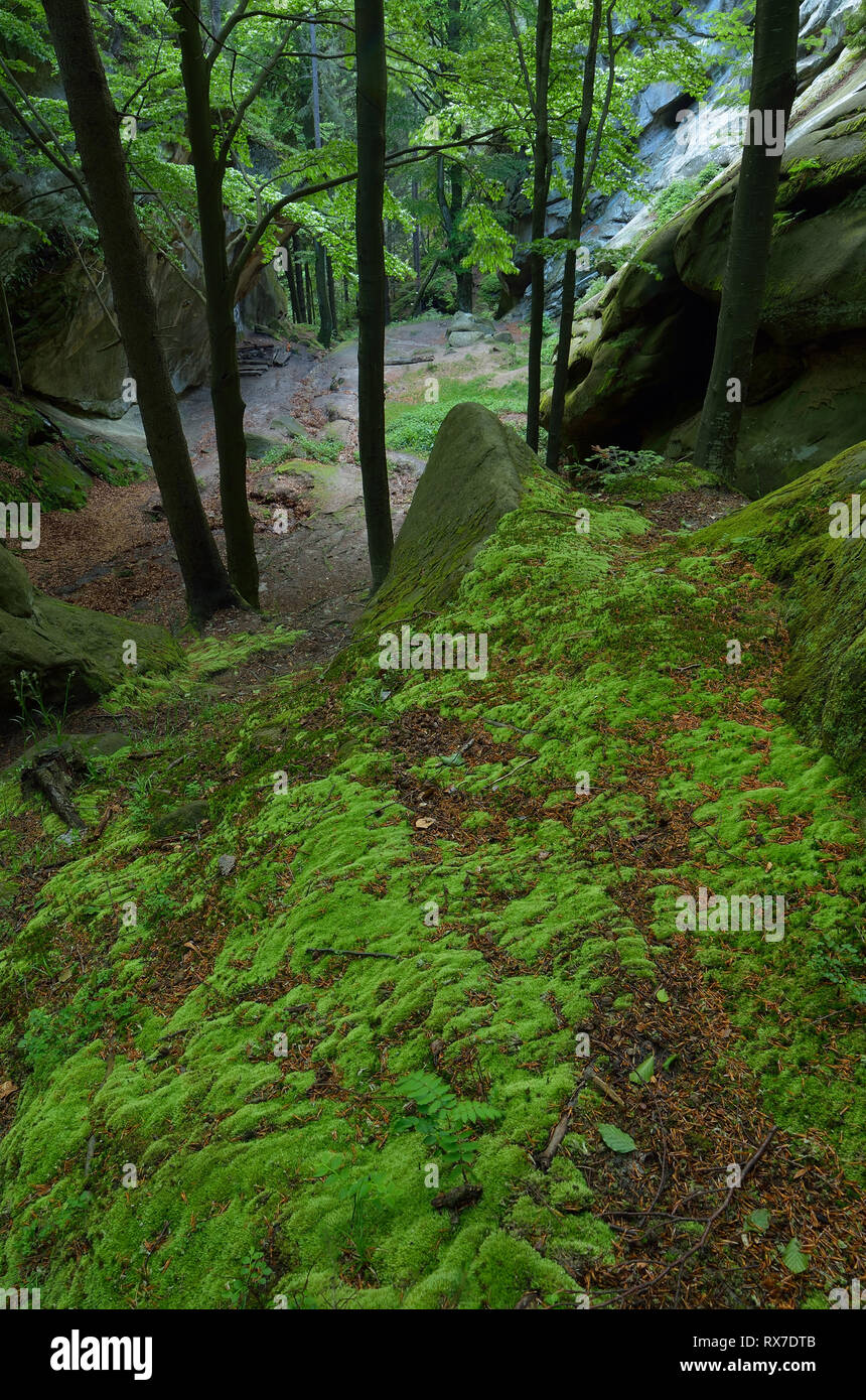 Beautiful spring landscape. Moss in the forest Stock Photo - Alamy