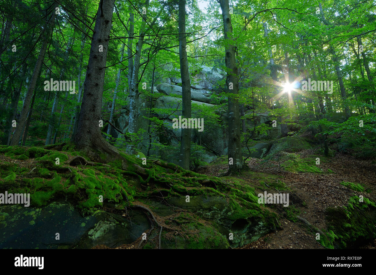 Forest landscape. Springtime. Sunlight in the branches of trees Stock ...
