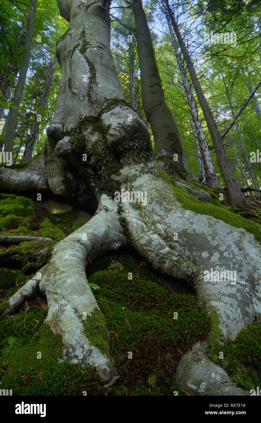 Spring in the forest. Tree with beautiful root Stock Photo - Alamy