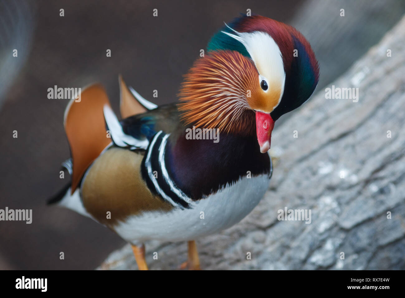 Mandarin Duck (Aix galericulata). Russia, Zoo Stock Photo - Alamy