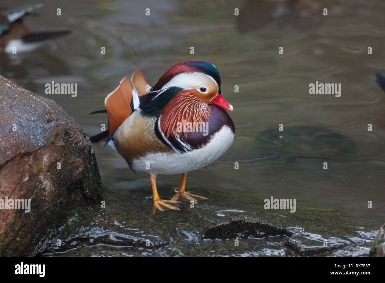 Mandarin Duck (Aix galericulata). Russia, Zoo Stock Photo - Alamy