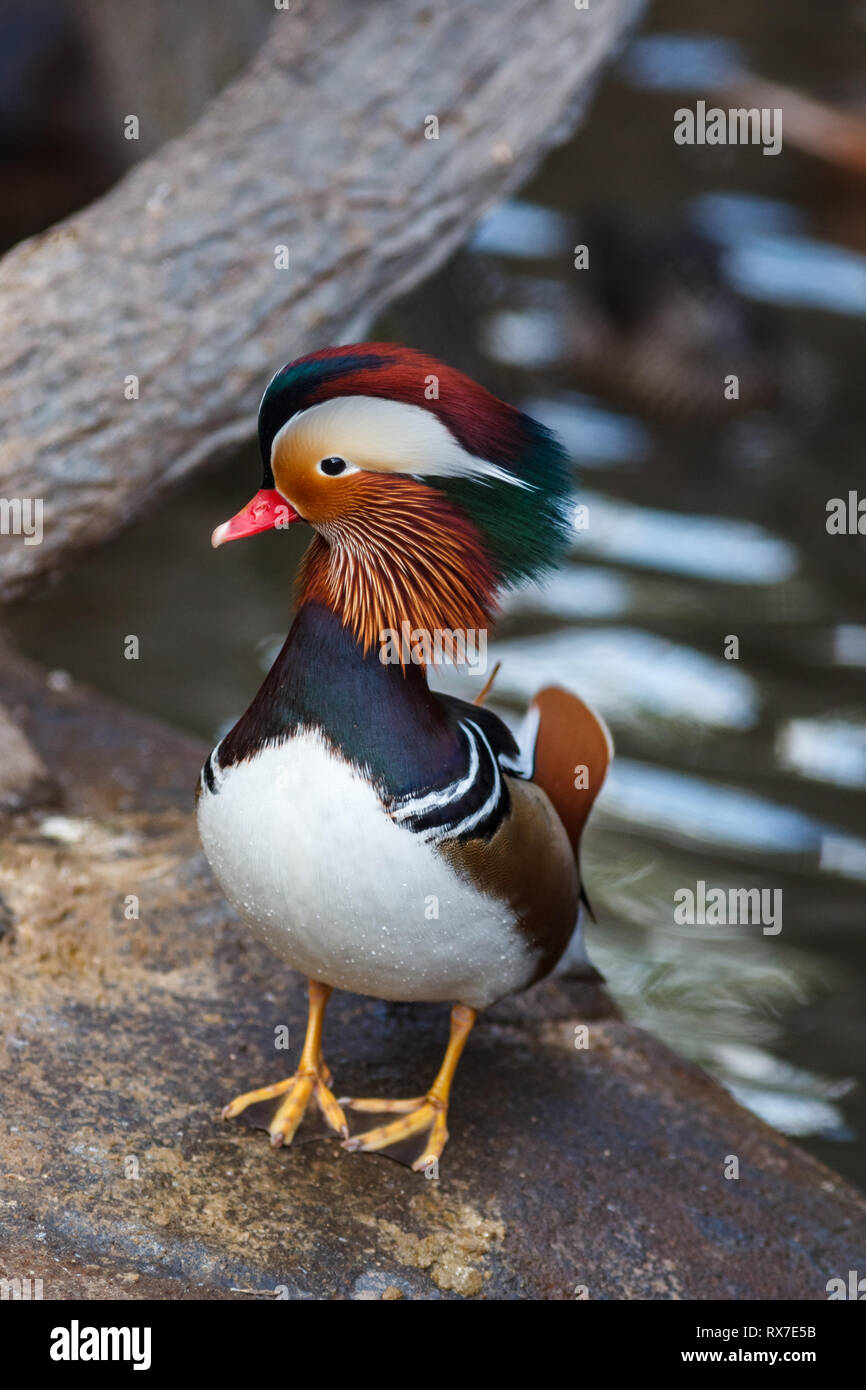 Mandarin Duck (Aix galericulata). Russia, Zoo Stock Photo - Alamy