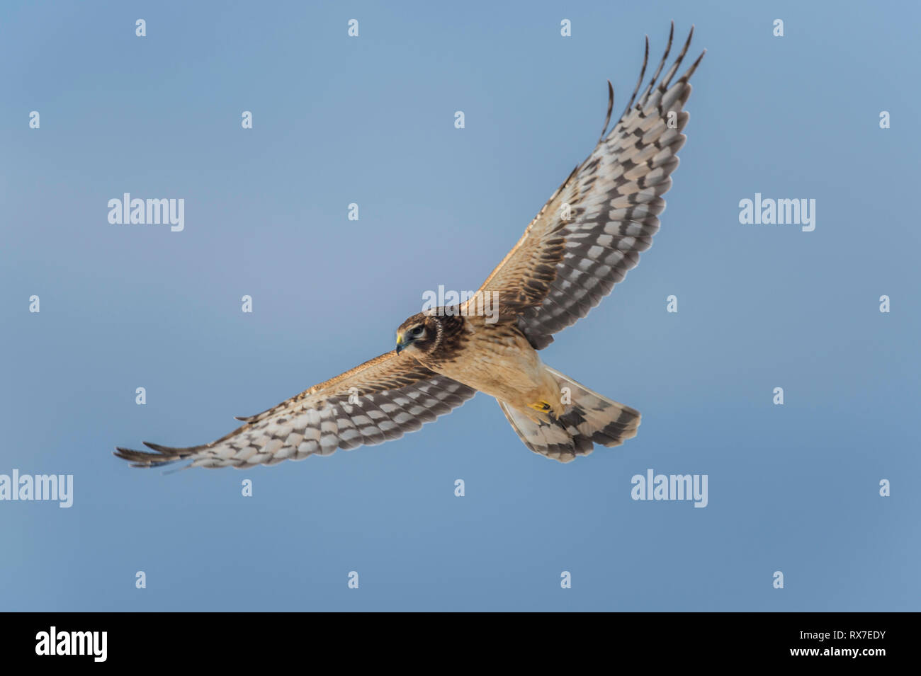Harriers hi-res stock photography and images - Alamy