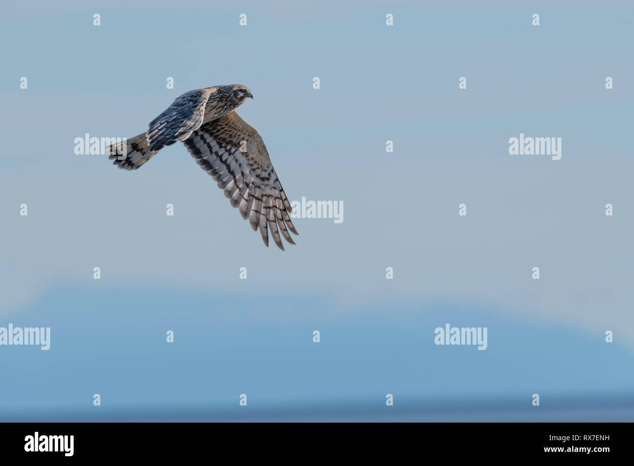 Harriers hi-res stock photography and images - Alamy