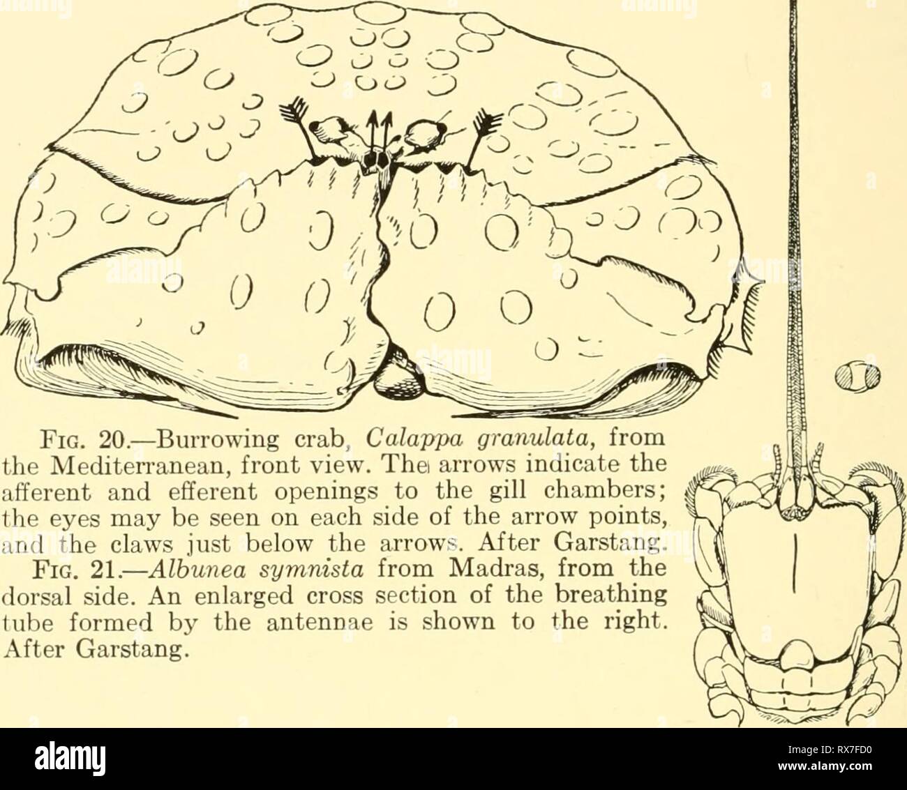 Ecological animal geography; an authorized Stock Photo - Alamy