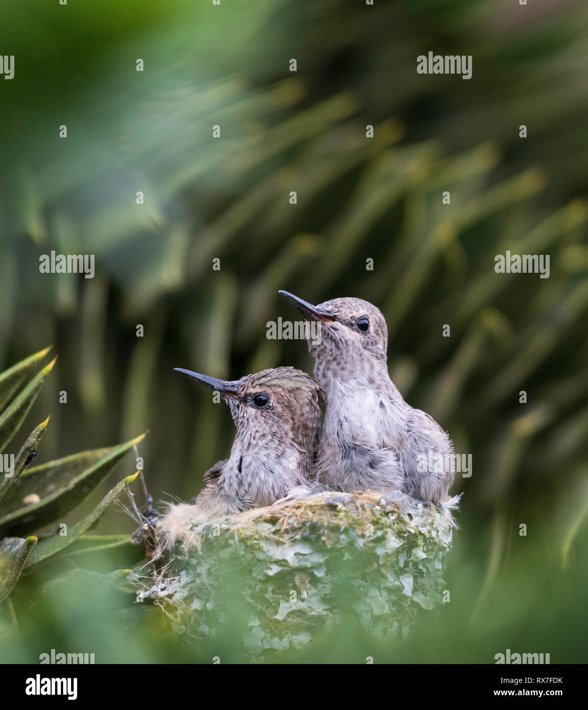 Anna's hummingbird (Calypte anna), a medium-sized hummingbird native to ...