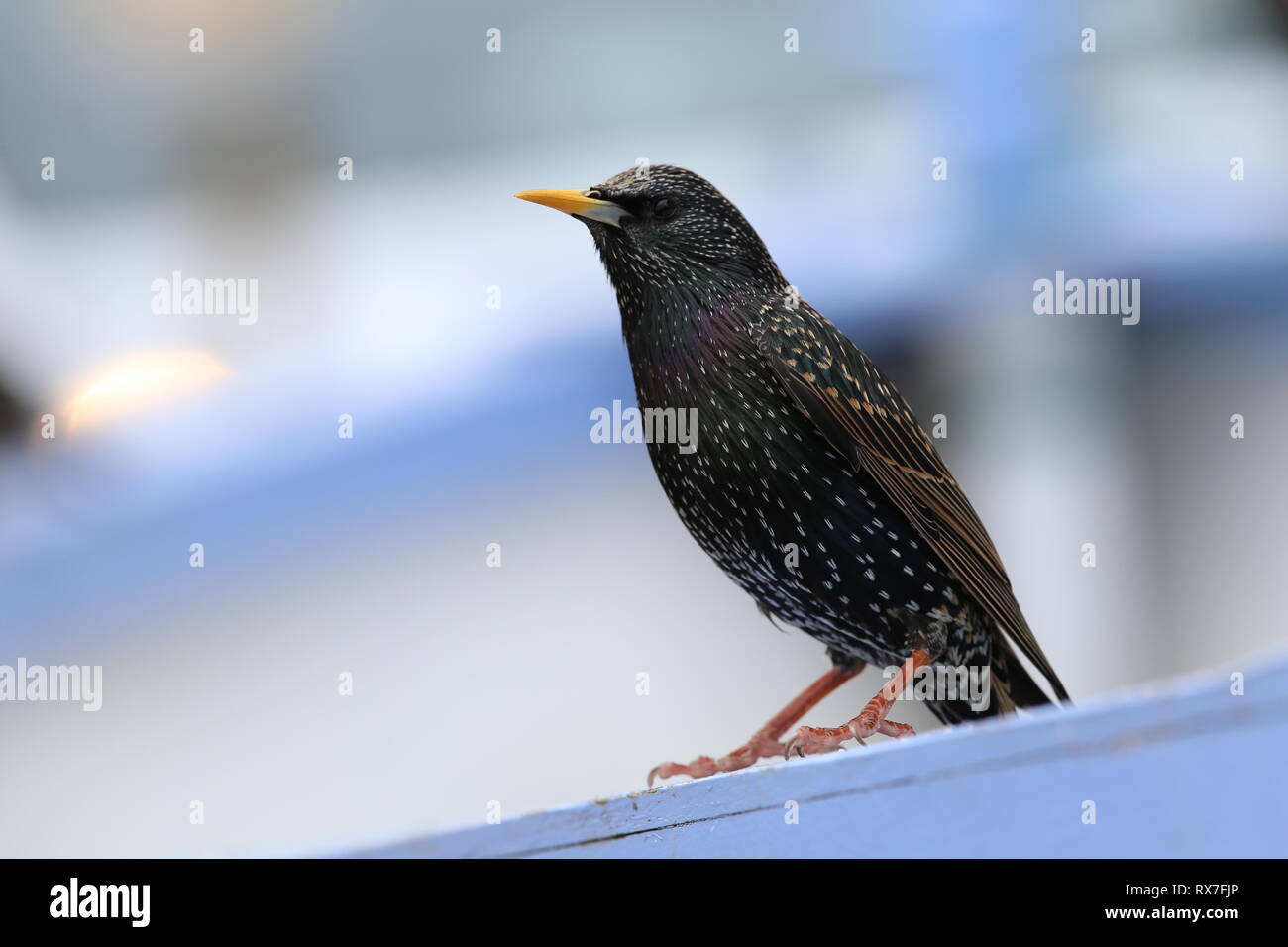 Common starling portrait hi-res stock photography and images - Alamy