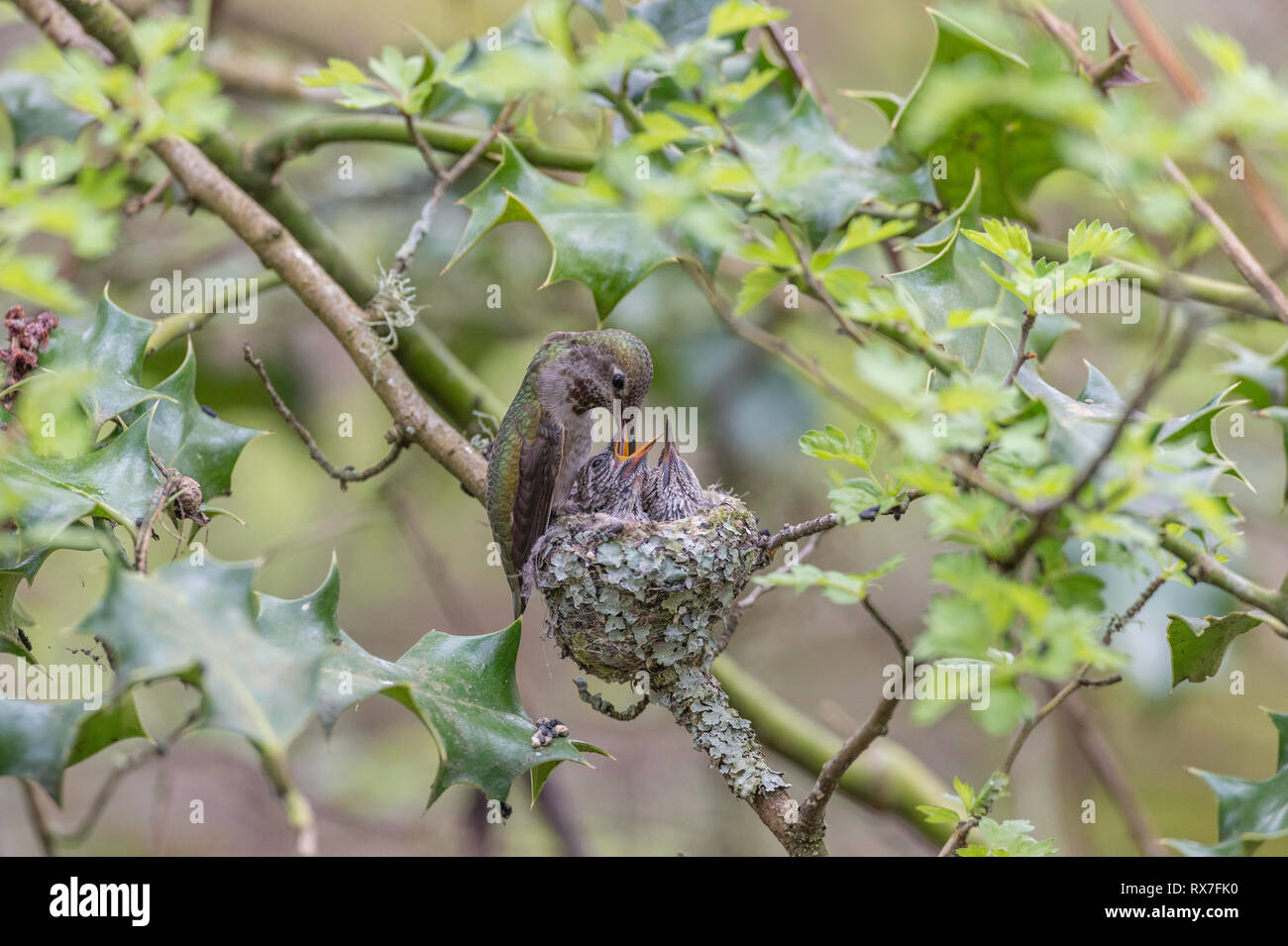 Anna's hummingbird (Calypte anna), a medium-sized hummingbird native to ...