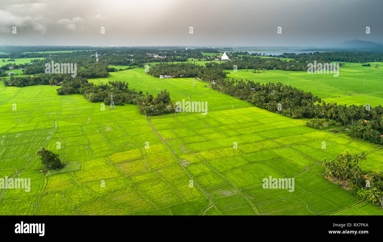 Rice field. tissamaharama, Sri Lanka Stock Photo - Alamy