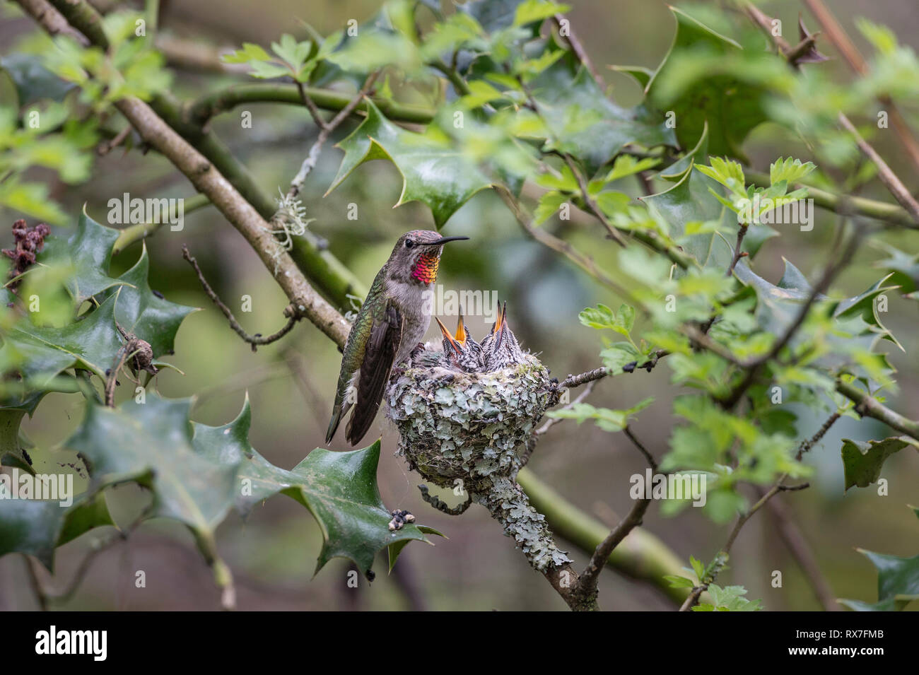 Anna's hummingbird (Calypte anna), a medium-sized hummingbird native to ...