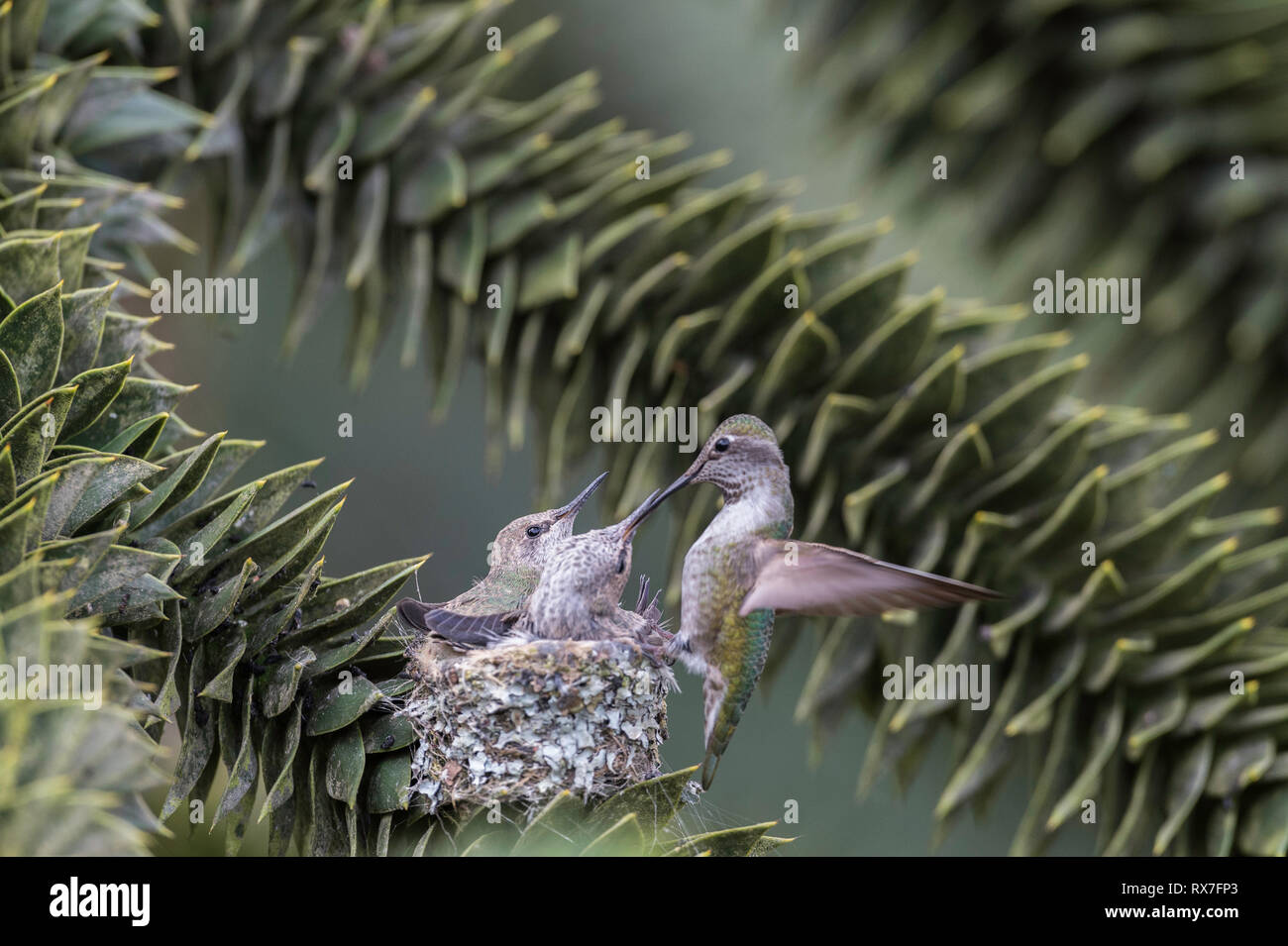 Anna's hummingbird (Calypte anna), a medium-sized hummingbird native to ...
